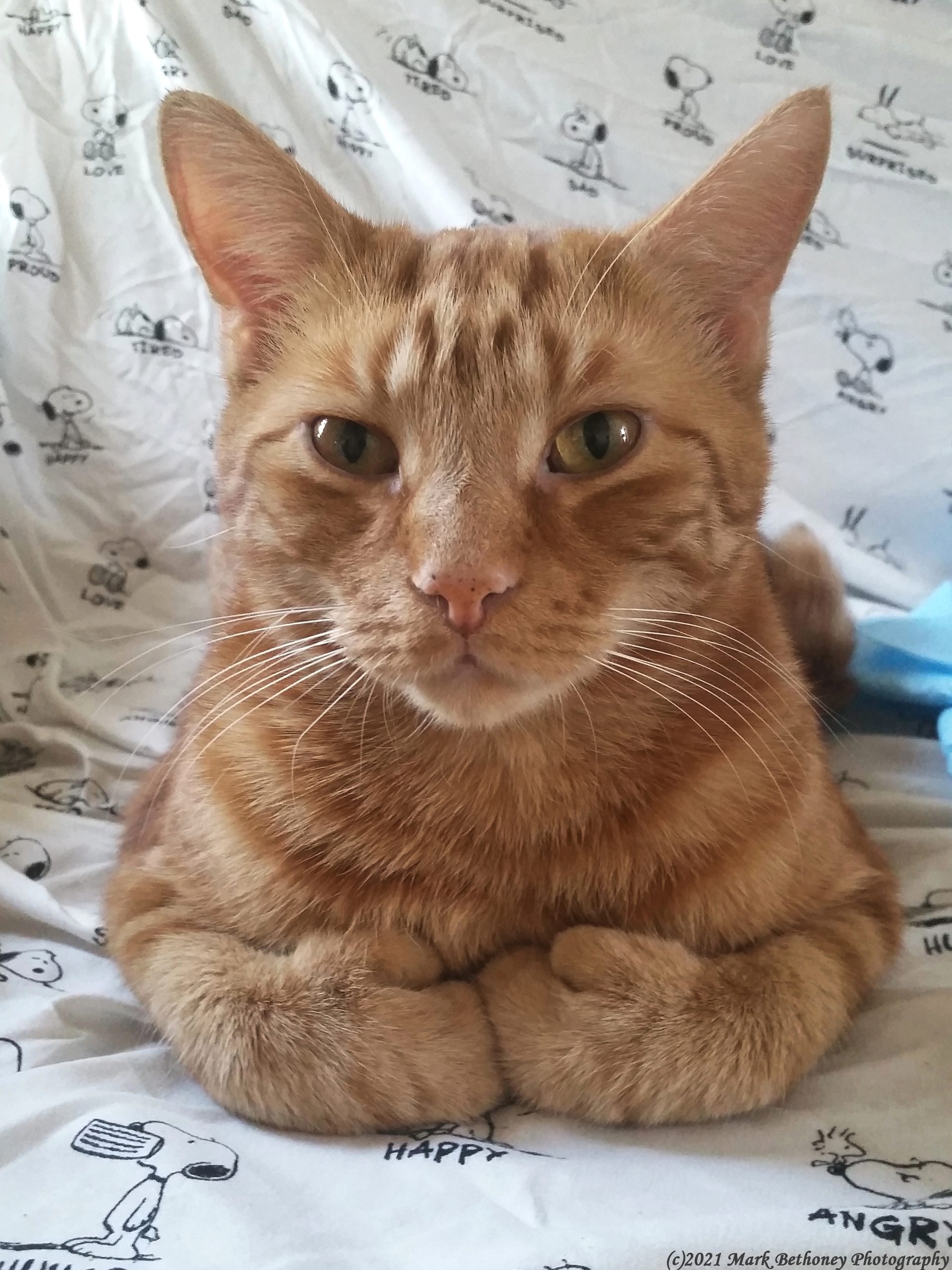 “And How Does that Make you Feel?” – Hardy – Hatchetation